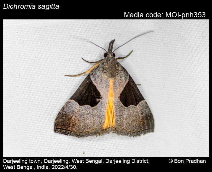 Dichromia sagitta (Fabricius, 1775) - | Moths